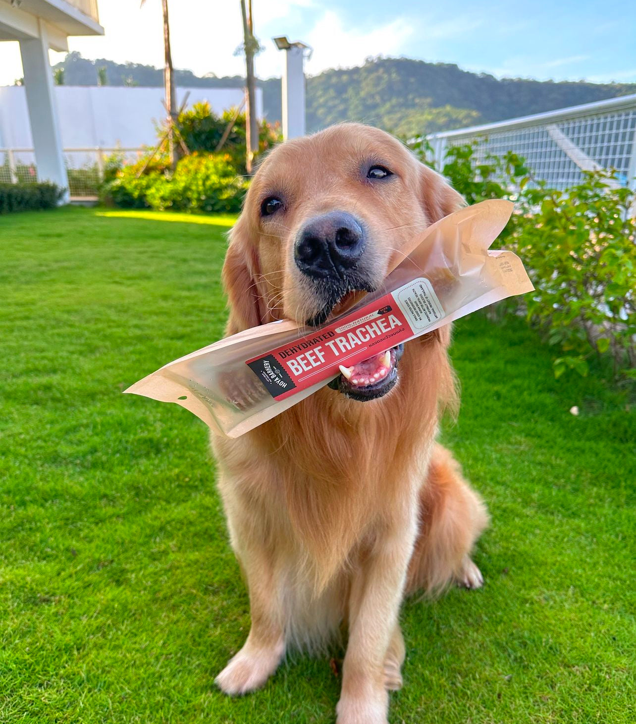 for dogs – Le Bubu Pets